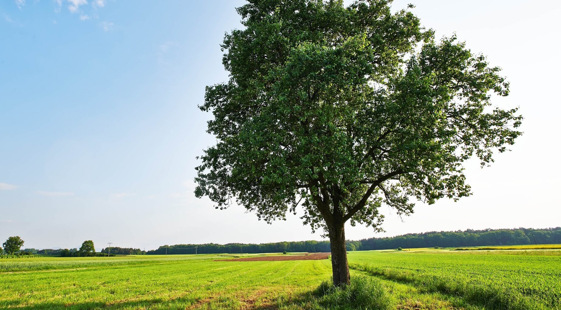 Marshall Tree Saw Archives - Marshall Tree Saw