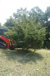 Gallery - Marshall Tree Saw